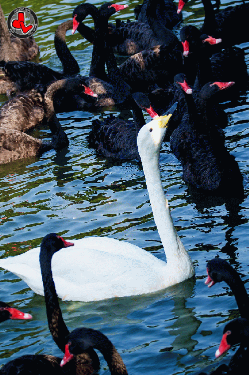 Article: Dainty Swans On Gentle Waterways | OpEd News
